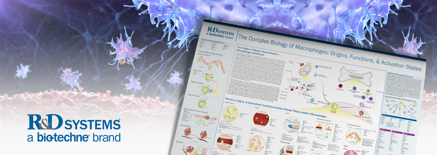 The Complex Biology of Macrophages: Origins, Functions, and Activation ...