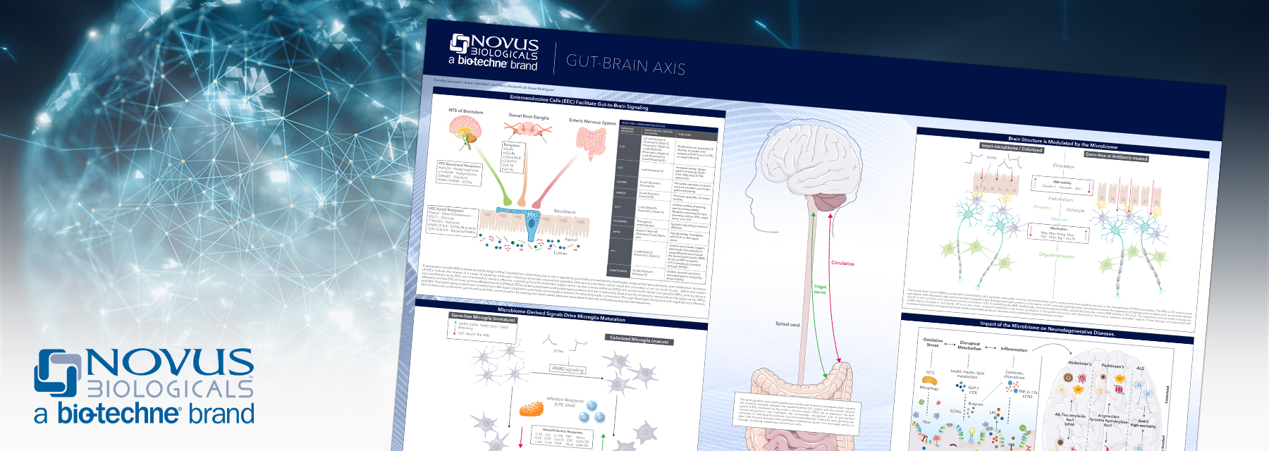 Exploring the Gut-Brain Axis