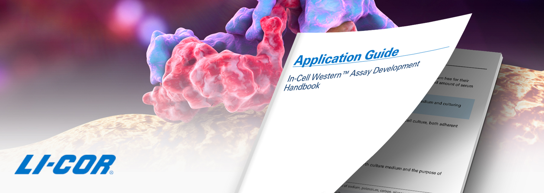 In-Cell Western Assays for Rapid Protein Detection