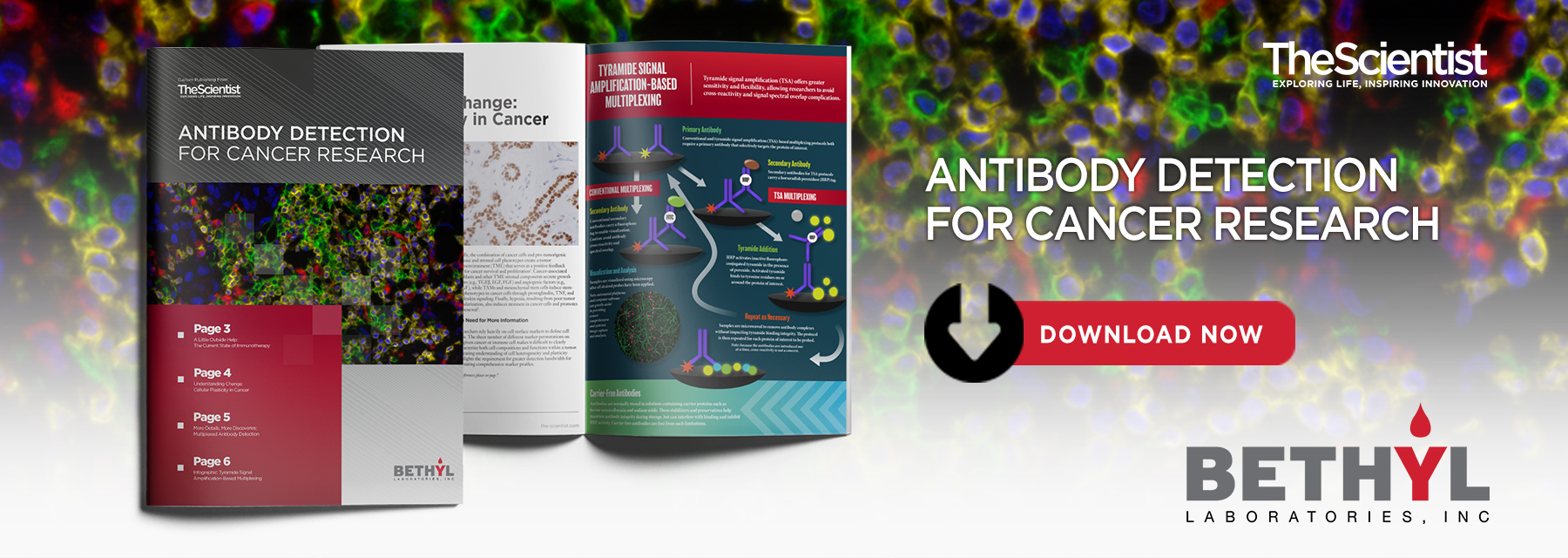 Antibody Detection for Cancer Research
