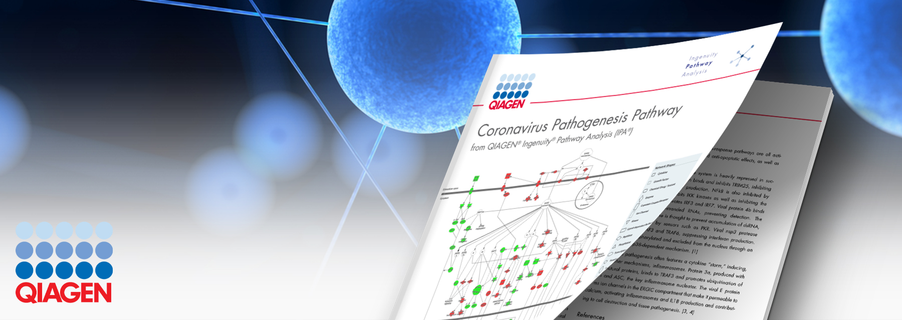 Coronavirus Pathogenesis Pathway